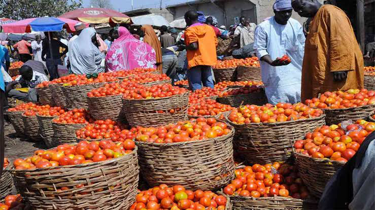 Kano tomato farmers express fear over suspension of seedlings ...